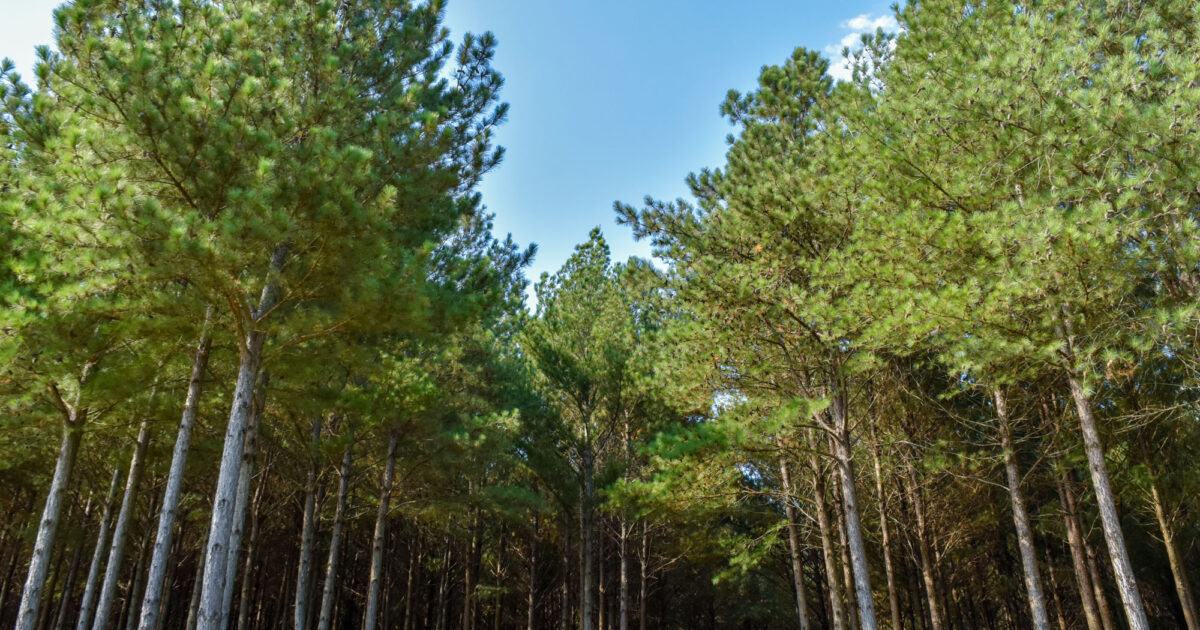 Effective Herbaceous Weed Control (HWC) for Reforestation