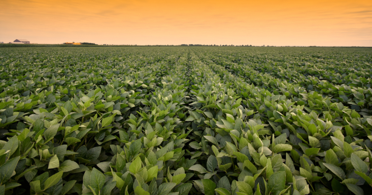 Landowner News - Midwest Crop Progress