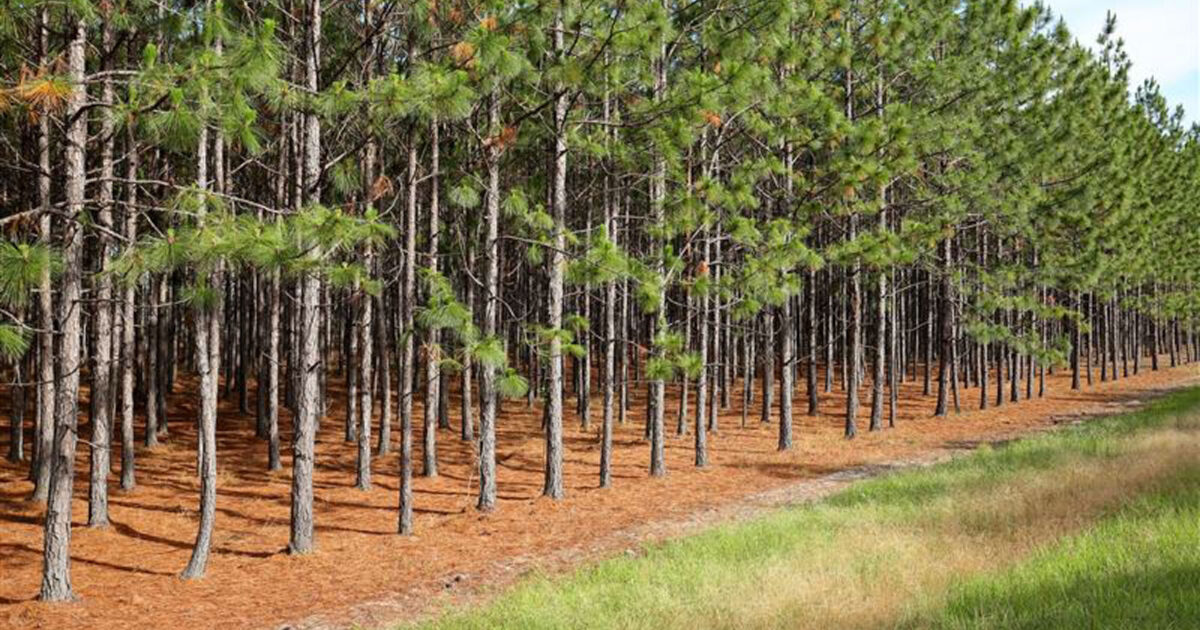 Farmers National Company | Final Harvest: Maximizing Pine Plantation…